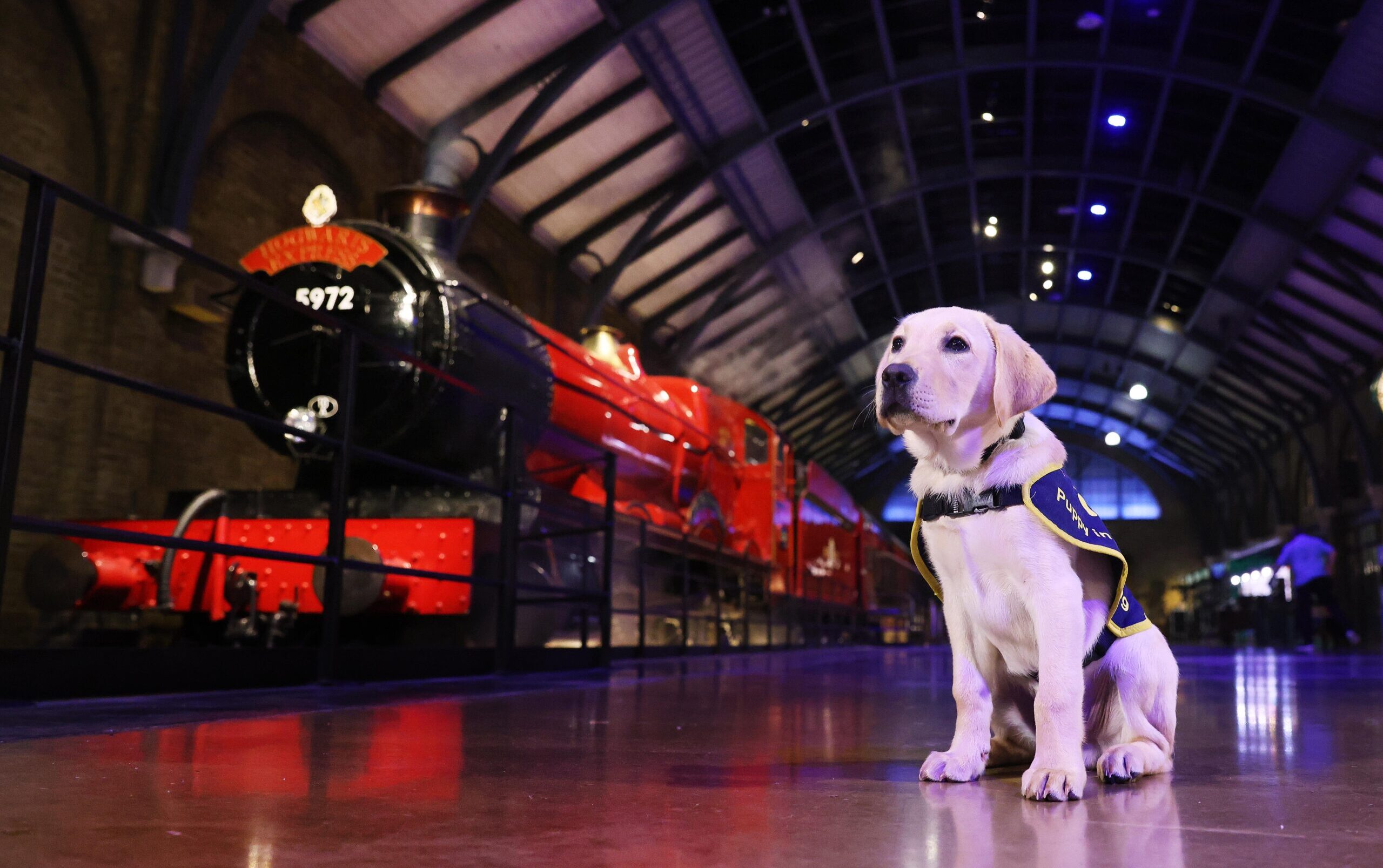 Welcome to Dogwarts - Warner Bros. Studio Tour London